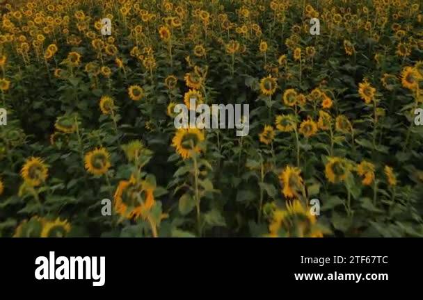 Drone video of a field of sunflowers at a beautiful evening sunset ...