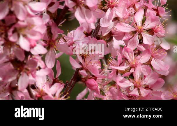 Dwarf russian almond prunus tenella Stock Videos & Footage - HD and 4K ...