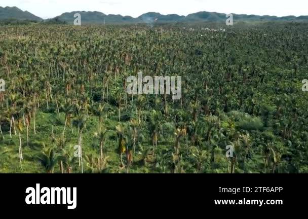 coconut field view in siargao philippines Stock Video Footage - Alamy