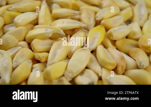 Dried maize corn kernels Stock Videos & Footage - HD and 4K Video Clips ...