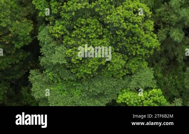 Delonix regia royal poinciana Stock Videos & Footage - HD and 4K Video ...