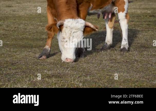 Part of animal body Stock Videos & Footage - HD and 4K Video Clips - Alamy