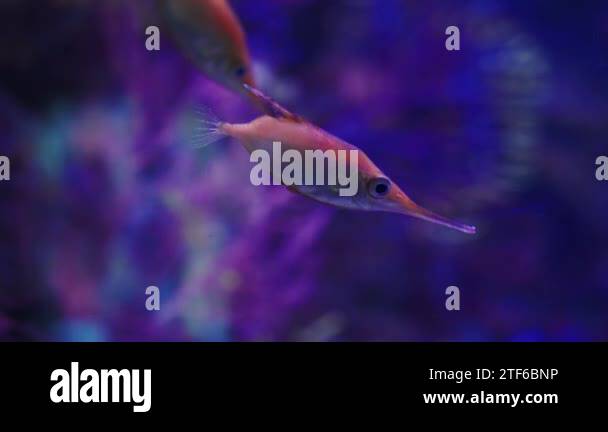 Longspine snipefish or common bellowsfish Stock Videos & Footage - HD ...