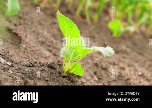 Beautiful young seedling cabbage Stock Videos & Footage - HD and 4K ...