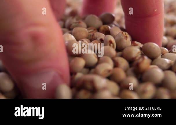 Gunga pea Stock Videos & Footage - HD and 4K Video Clips - Alamy