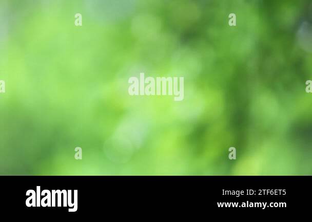 4K Close up raining over the tree. Close up raining over leaves on day ...