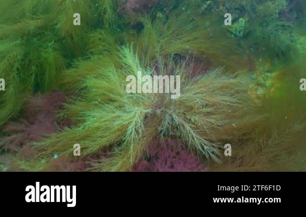 (Desmarestia viridis, Enteromorpha intestinalis, Ulva lactuca) sea ...
