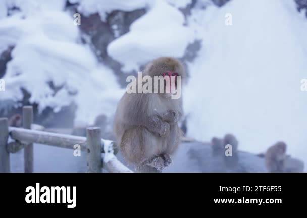 Japanese Macaque (Macaca Fuscata) sitting outside Onsen Pools in ...