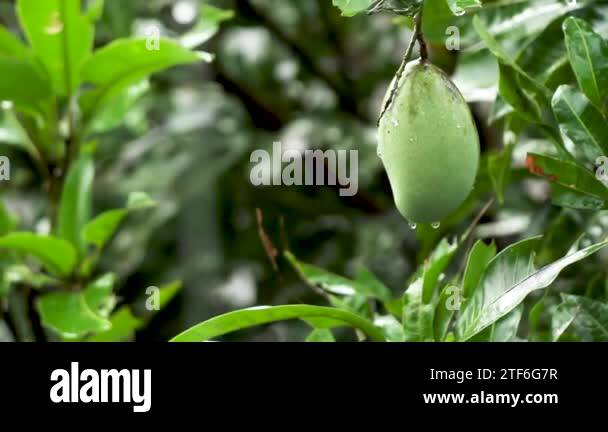 Mango tree hanging various Stock Videos & Footage - HD and 4K Video ...