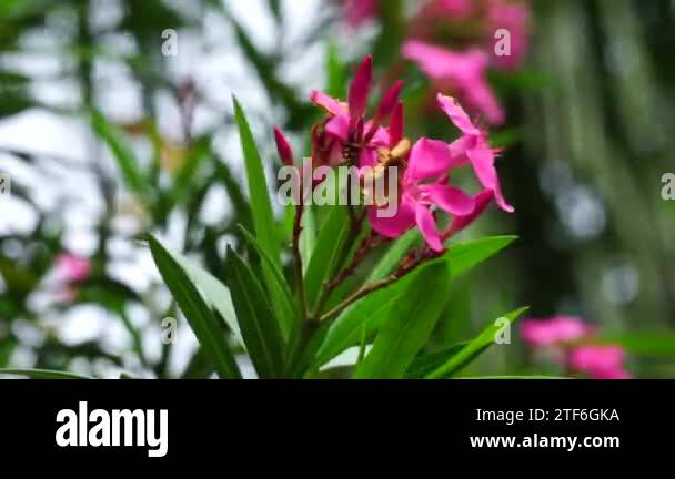 Nerium oleander (also called oleander, nerium, bunga mentega, bunga ...
