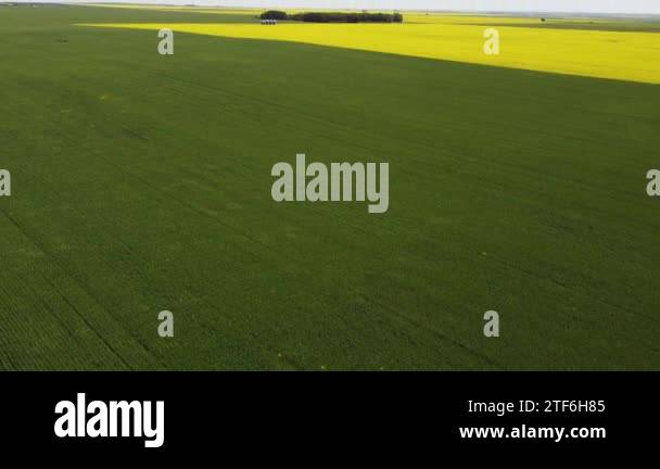 Mustard seed farm Stock Videos & Footage - HD and 4K Video Clips - Alamy