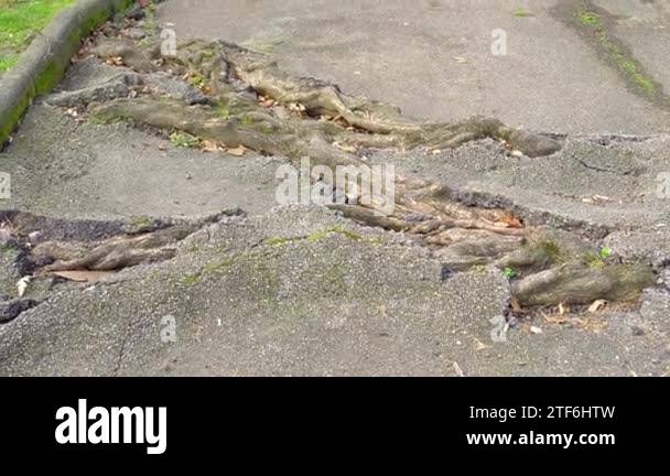 Tree root pavement Stock Videos & Footage - HD and 4K Video Clips - Alamy
