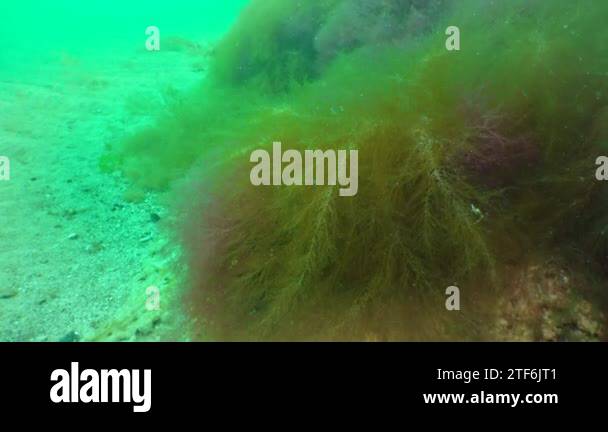 (Desmarestia viridis, Enteromorpha intestinalis, Ulva lactuca) sea ...