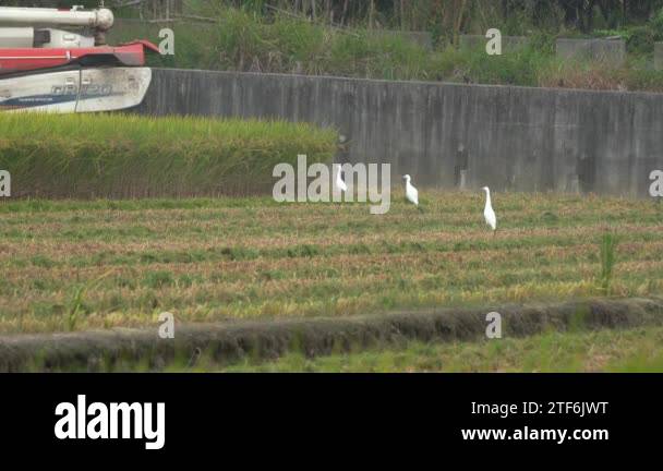 Wild wading birds, white egrets and other species gathered on ...