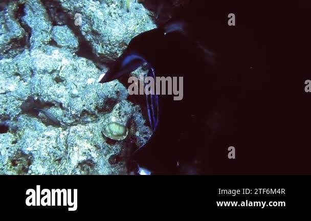 Underwater frame of scat on bottom of sea, Maldives Stock Video Footage ...