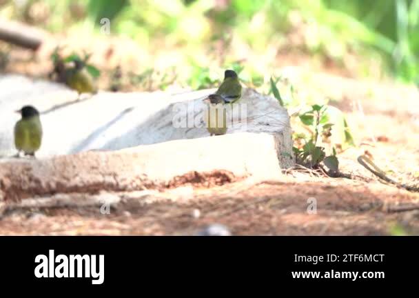 Juvenile greenfinch Stock Videos & Footage - HD and 4K Video Clips - Alamy