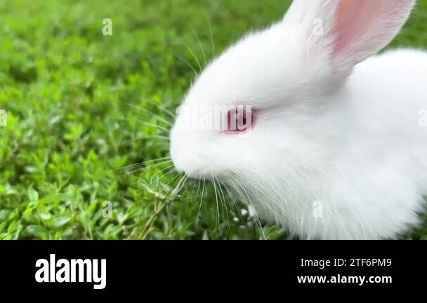 Wild animal eating rabbit Stock Videos & Footage - HD and 4K Video ...