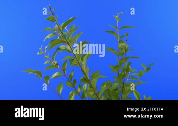 Isolated bush Stock Videos & Footage - HD and 4K Video Clips - Alamy