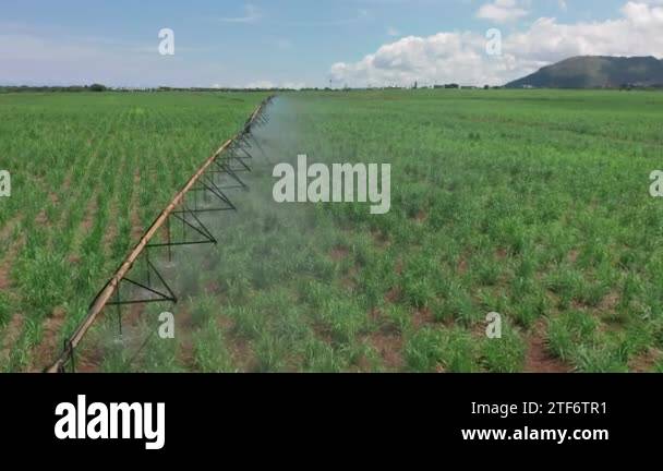 Sugar cane harvest plantation. Aerial top view of agriculture fields ...