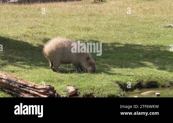 Capybara eating grass at sunny summer day. The capybara is the largest ...