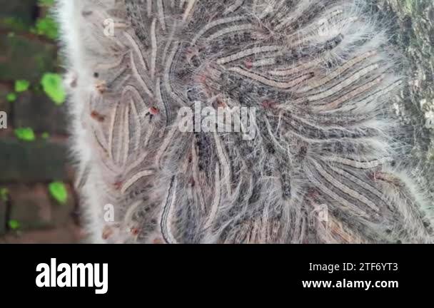 Gypsy moth Lymantria dispar. close up macro a gypsy moth. Its whole ...