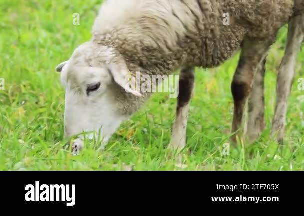 Domestic brown sheep eat grass in pasture. Breeding animals on farm. Flock of sheep is nibbling ...
