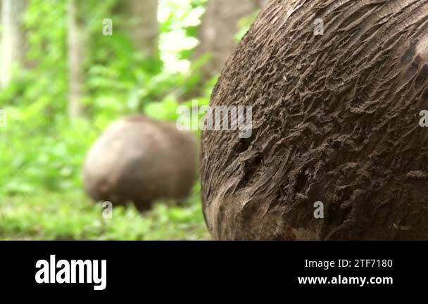 Coconut tree with coconuts cocos nucifera Stock Videos & Footage - HD ...