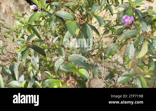 Purple abyss Stock Videos & Footage - HD and 4K Video Clips - Alamy