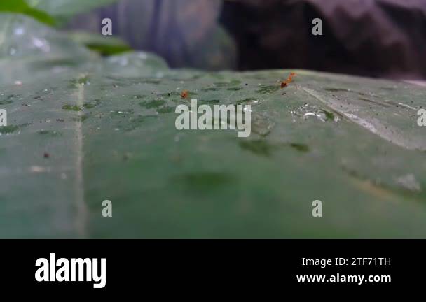 Forest weaver Stock Videos & Footage - HD and 4K Video Clips - Alamy
