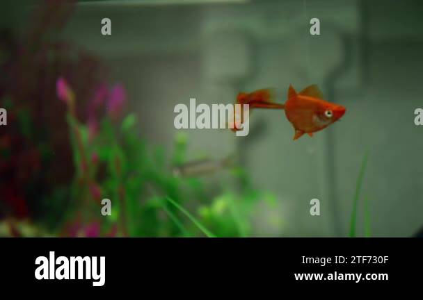 Home goldfish Stock Videos & Footage - HD and 4K Video Clips - Alamy