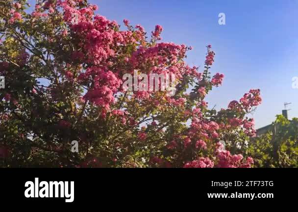 Lagerstroemia speciosa tree flowering in summer - Lagerstroemia ...