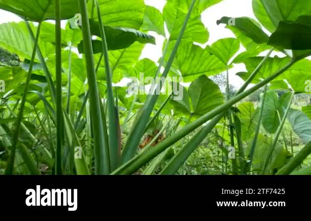 Closed up Colocasia esculenta species of green stalk is a tropical ...