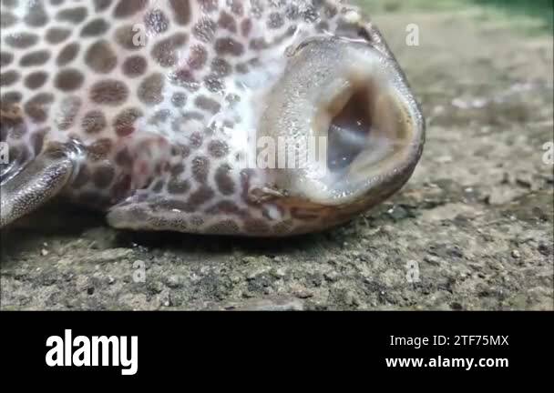 Loricariidae or commeon pleco Clean fish wink at the aquarium. close up ...