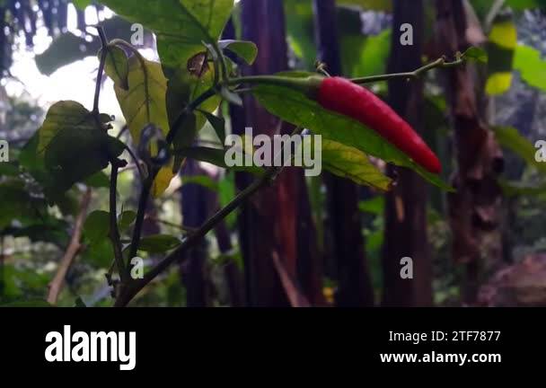 Green finger chilli Stock Videos & Footage - HD and 4K Video Clips - Alamy