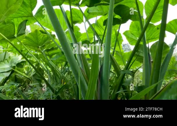 Closed up Colocasia esculenta species of green stalk is a tropical ...