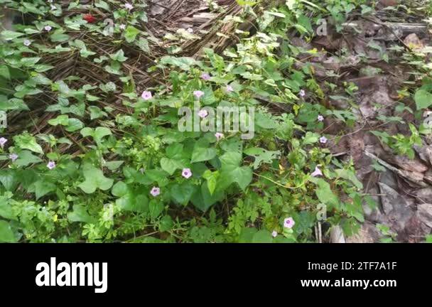 Plant creeping Stock Videos & Footage - HD and 4K Video Clips - Alamy