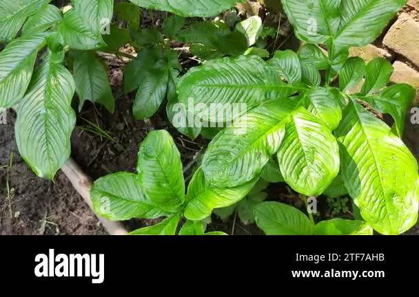 Elephant foot yam plant. Itis a tropical tuber crop grown primarily in ...