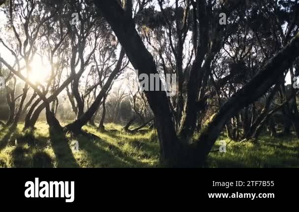 Flowering trees of kenya Stock Videos & Footage - HD and 4K Video Clips ...