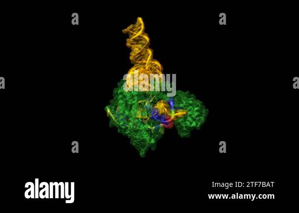 CasX(green)-gRNA(yellow)-DNA complex in states 1 and 2. Animated 3D ...