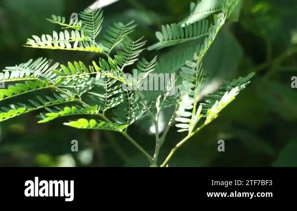 Leucaena leucocephala (jumbay, river tamarind, subabul, white popinac ...