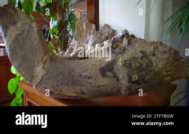 ODESSA, UKRAINE - JUNE 19, 2019: lower jaw of an extinct animal ...