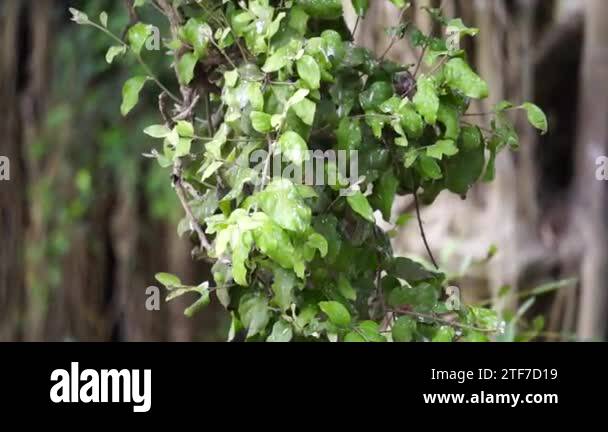 Loranthus with a natural background. Parasitic plants that grow on the ...