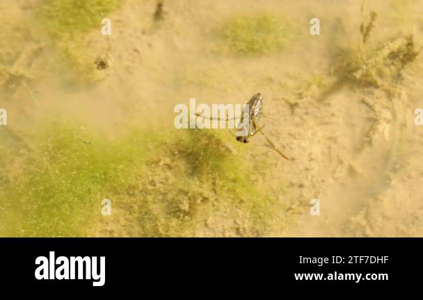 Notonecta glauca, Notonectidae is a cosmopolitan family of aquatic ...