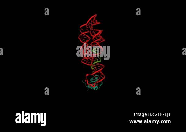 Structure of Bacillus anthracis glmS ribozyme (red) bound to MaN6P with ...