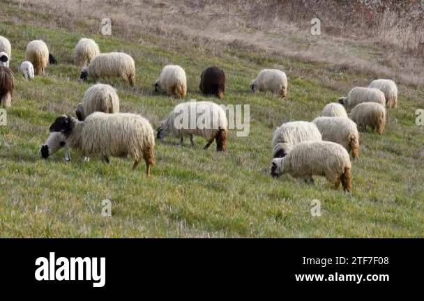 Lambs ewe on grassland Stock Videos & Footage - HD and 4K Video Clips ...
