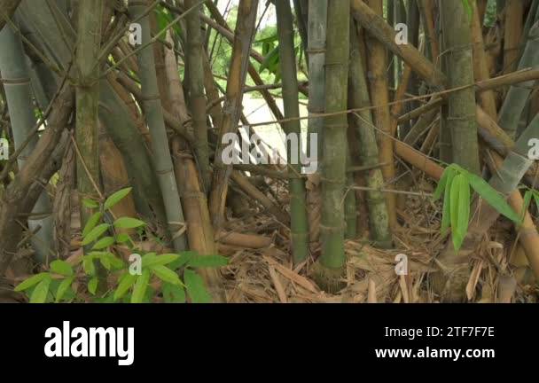 Bamboo, bamboo plants are evergreen perennial flowering plants ...