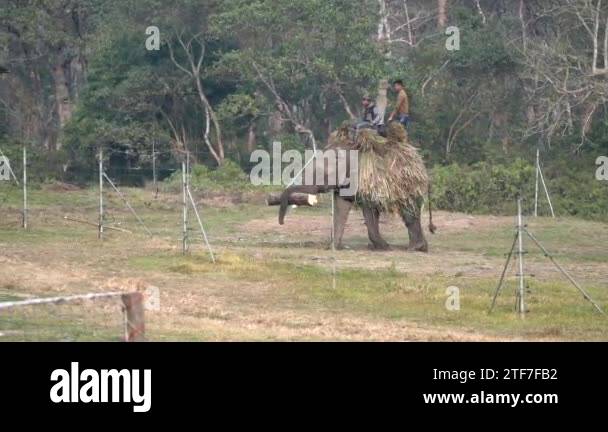 Elephant back jungle Stock Videos & Footage - HD and 4K Video Clips - Alamy