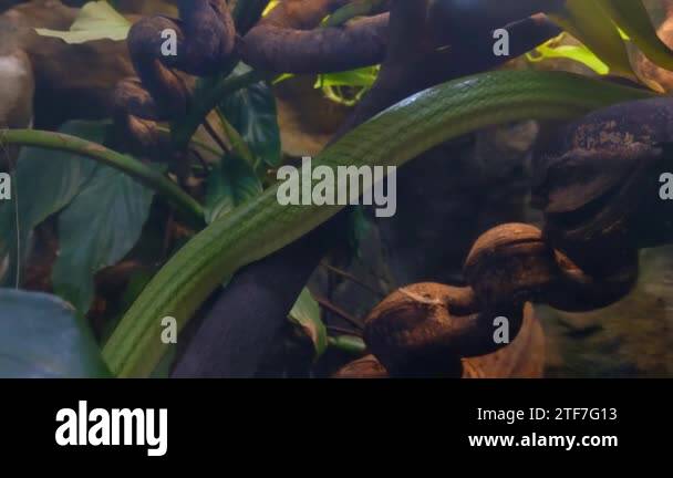 Mangrove snakes Stock Videos & Footage - HD and 4K Video Clips - Alamy