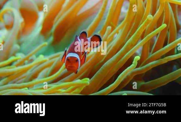 Clownfish swim in anemones on coral reef. Red Sea or two-banded ...