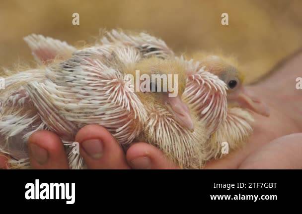 Cute baby pigeon Stock Videos & Footage - HD and 4K Video Clips - Alamy